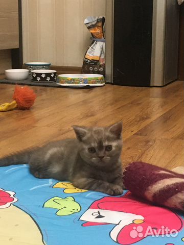 Шотландский мраморный котик