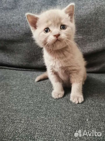 Британские котята