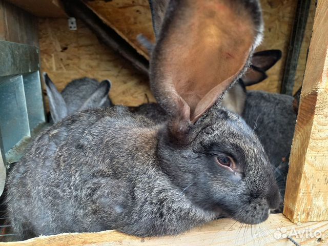 Кроли(от 2,5 мес.)привитые