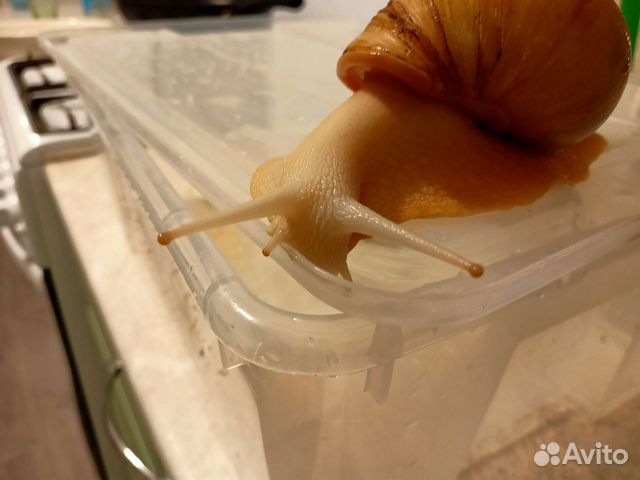 Улитка ахатина гигантская