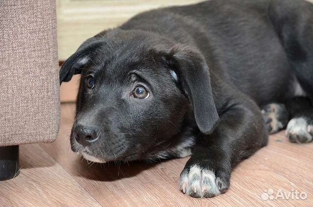 Красивый щенок Алик 3,5 мес. Для дома