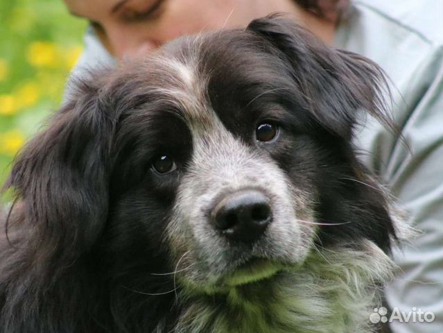 Собака Дик в добрые руки в дар