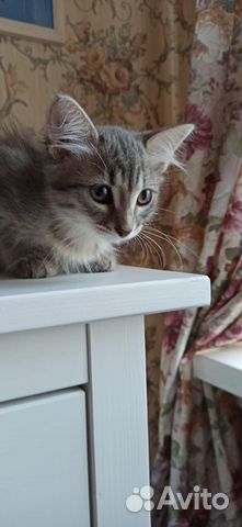 Кошки