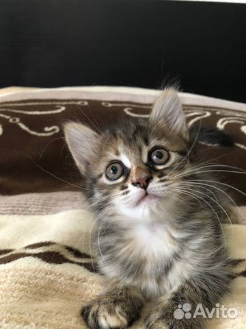 Котята в добрые руки в дар