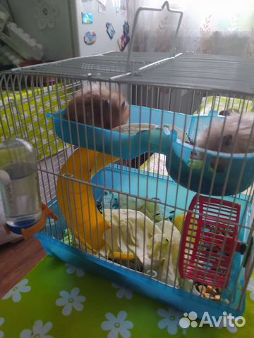 Сирийский хомяк с клеткой