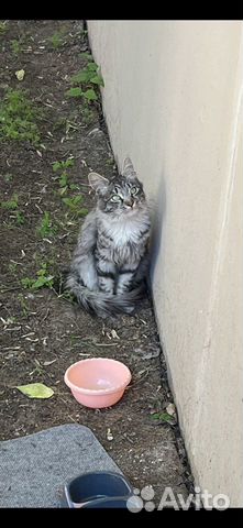 Шикарный котенок-подросток