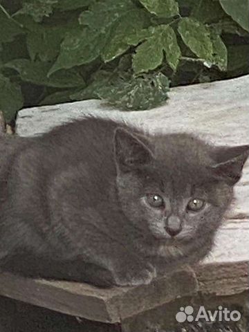 Кот Самсон ищет дом