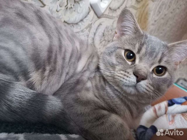 Шотландский кот вязка