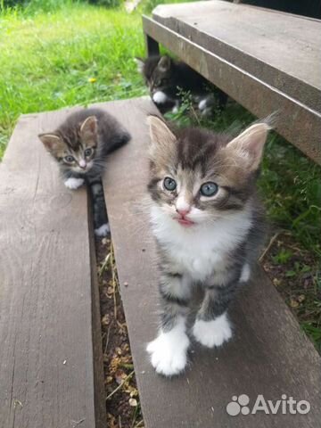 Котята ищут дом