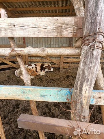 Быки на мясо