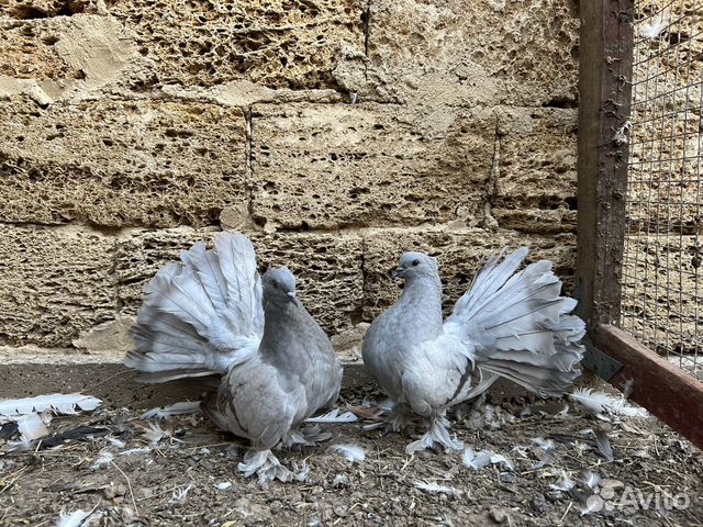 Продам голубей индийских павлинов