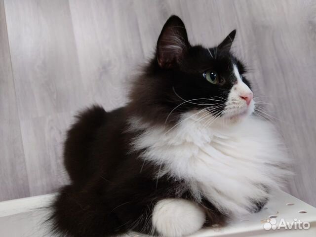 Учитель-Василий