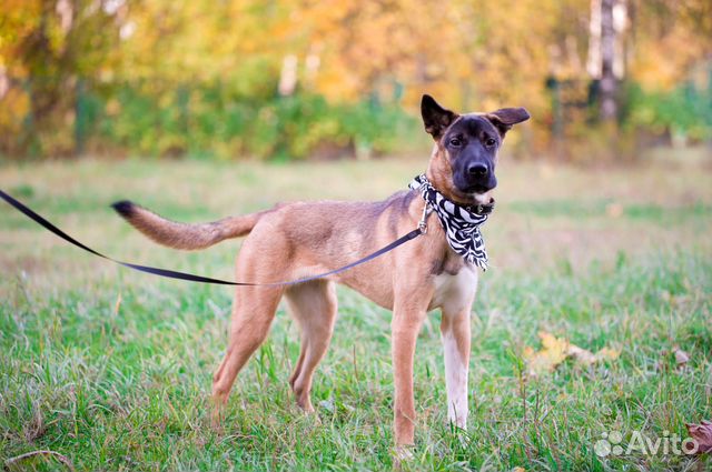 Боня, 7,5 месяцев, ищет семью