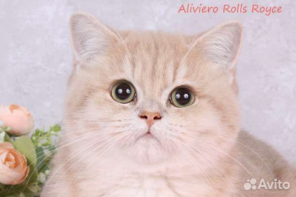 Британский мальчик Роллс