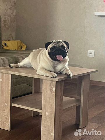 Мопс по кличке «Хрюн»