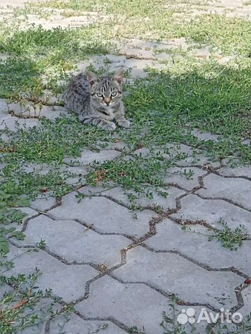 Котик мышелов в добрые руки