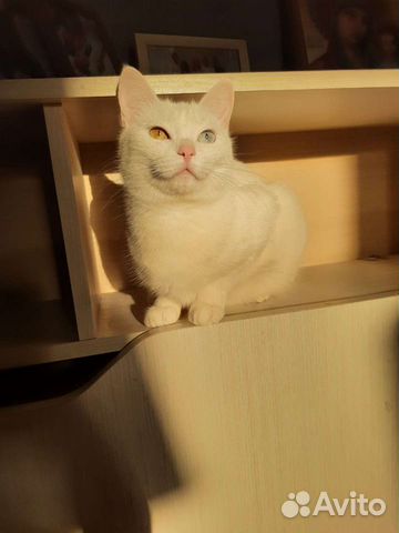 Турецкий ван