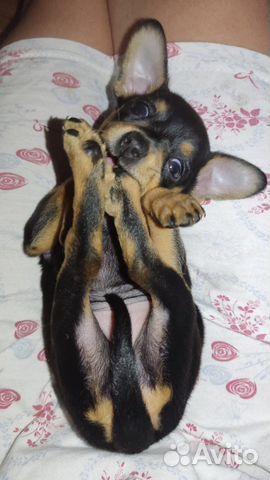 Русский той-терьер мини