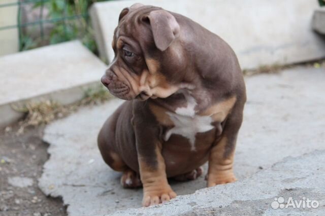 Девочка Американский булли