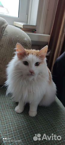 Котик в добрые руки