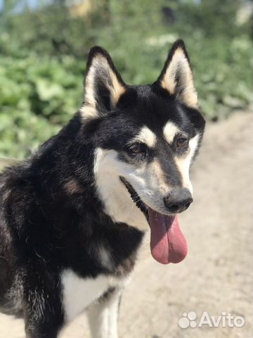 Добрая хаски в хорошие руки