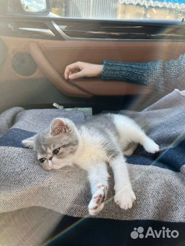 Экзот породистая кошечка