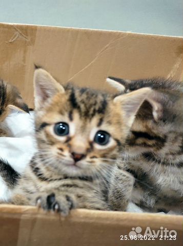 Одаю бесплатно котят
