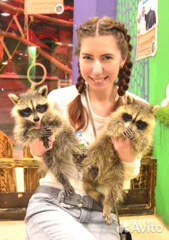 Еноты бесплатно