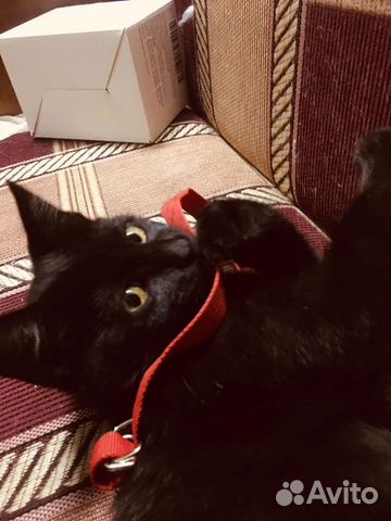 Котенок Маргоша,ей некуда идти