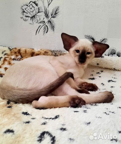 Сиамский мальчик