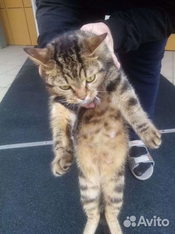 Кошки в добрые руки бесплатно