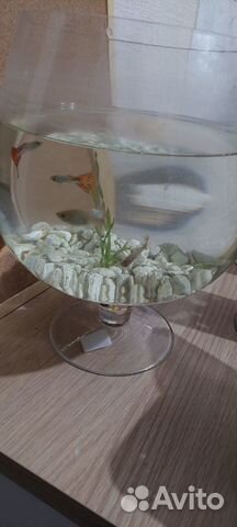 Аквариум+рыбки