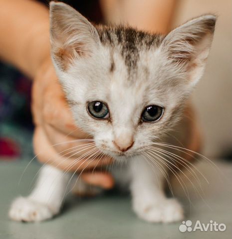 Бездомыш ищет дом