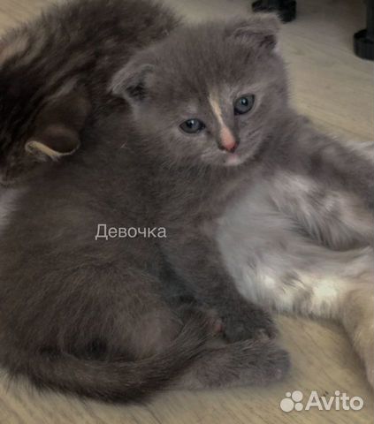 Шотландская