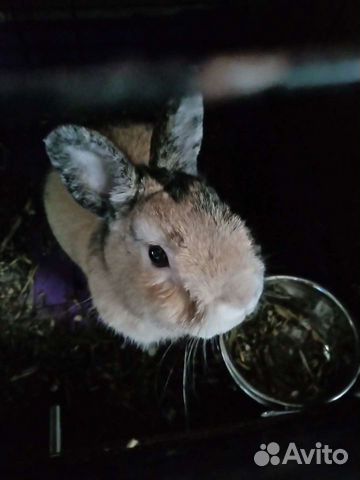 Кролик,мальчик