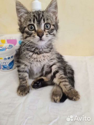 Котенок метис британец