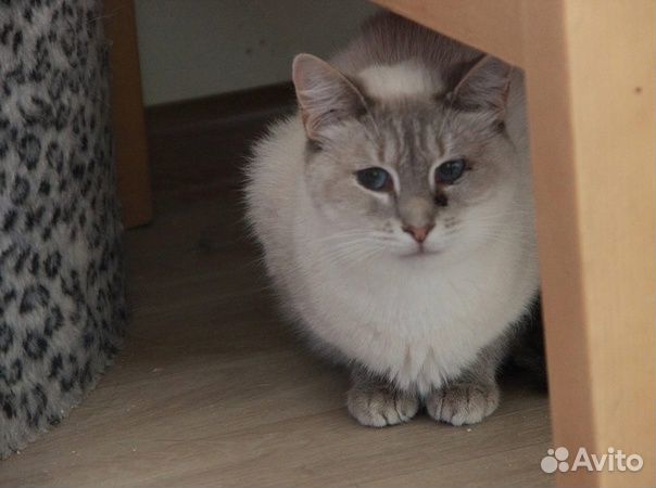 Кошка в добрые руки