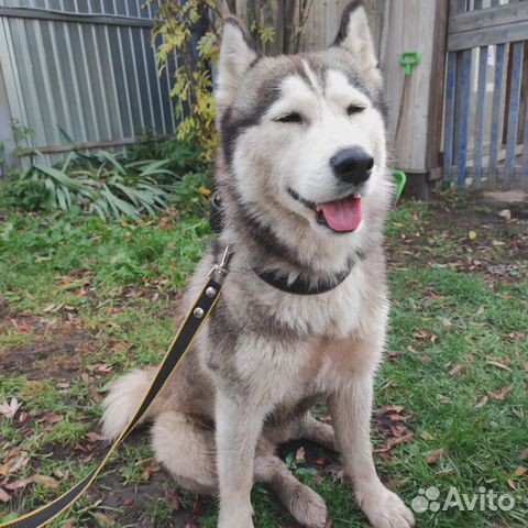 Хаски в заботливые руки