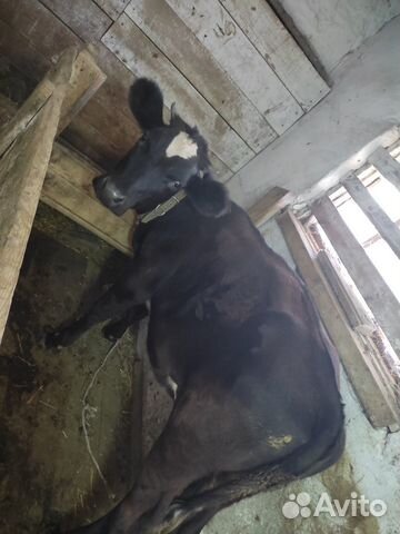 Продам телочку 1.1года