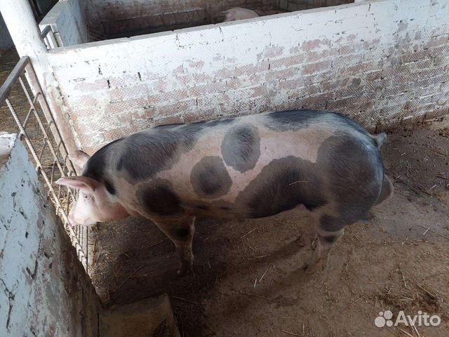 Хряки всех пород