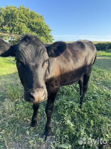 Телка 1 год 1 мес