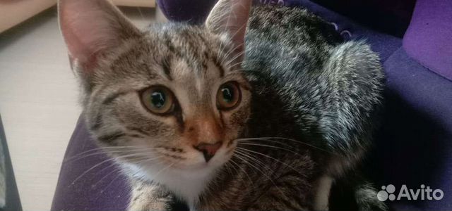 Котёнок 2-3мес