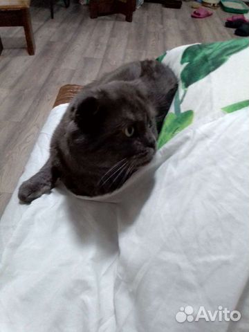 Кот шиншилла