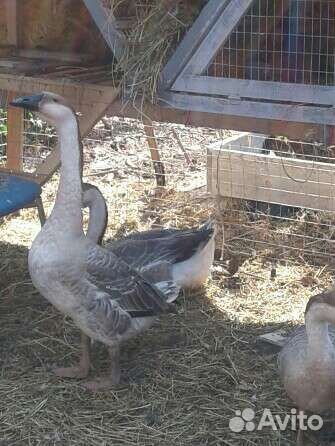 Гусь кубанский