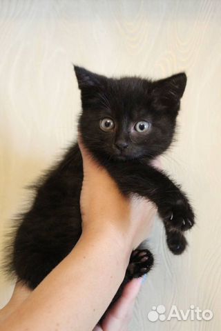 Котенок Мультяшка в добрые руки