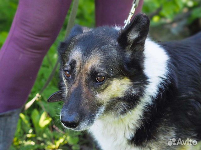 Метис лайки и овчарки