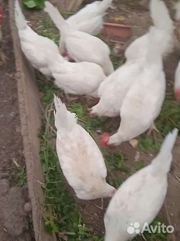 Куры несушки
