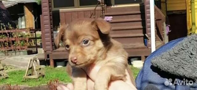 Маленькая собака