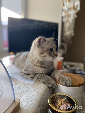 Шотланский котенок