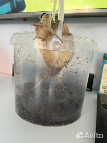 Улитки ахатины